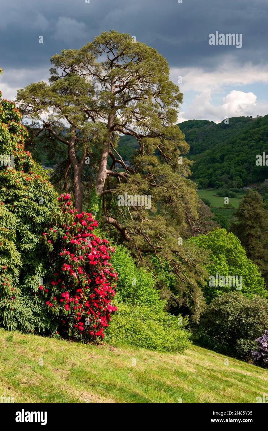 Spring day at Plas Tan-y-Bwlch gardens near Maentwrog, Gwynedd ...