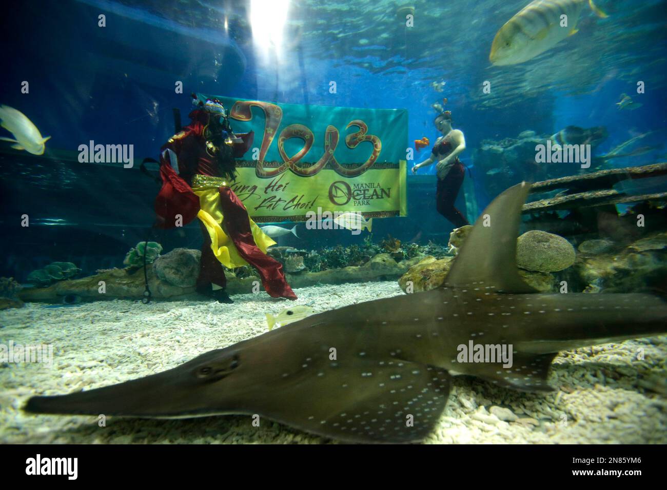 Divers perform in the aquarium at the country's largest oceanarium ...