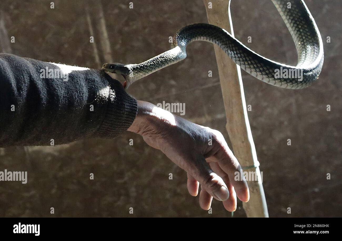 In this Jan. 28, 2013 photo, snake farm worker Zhu Liangfa played with ...