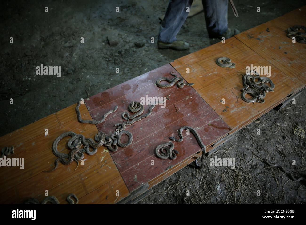 In this Jan. 28, 2013 photo, snake farm worker Zhu Liangfa walks past ...