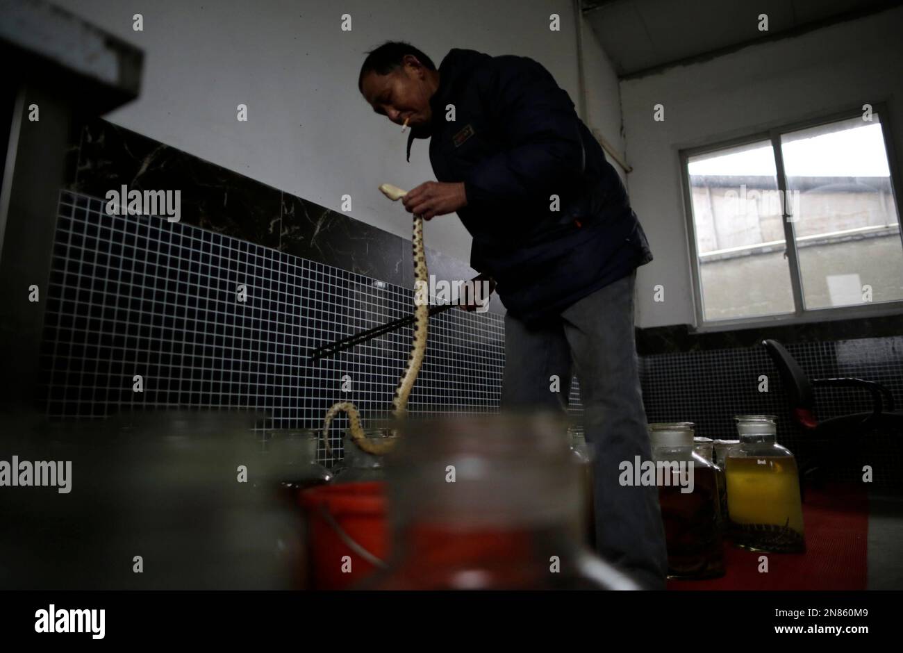 In this Jan. 29, 2013 photo, snake farm worker Zhu Liangfa prepares for ...