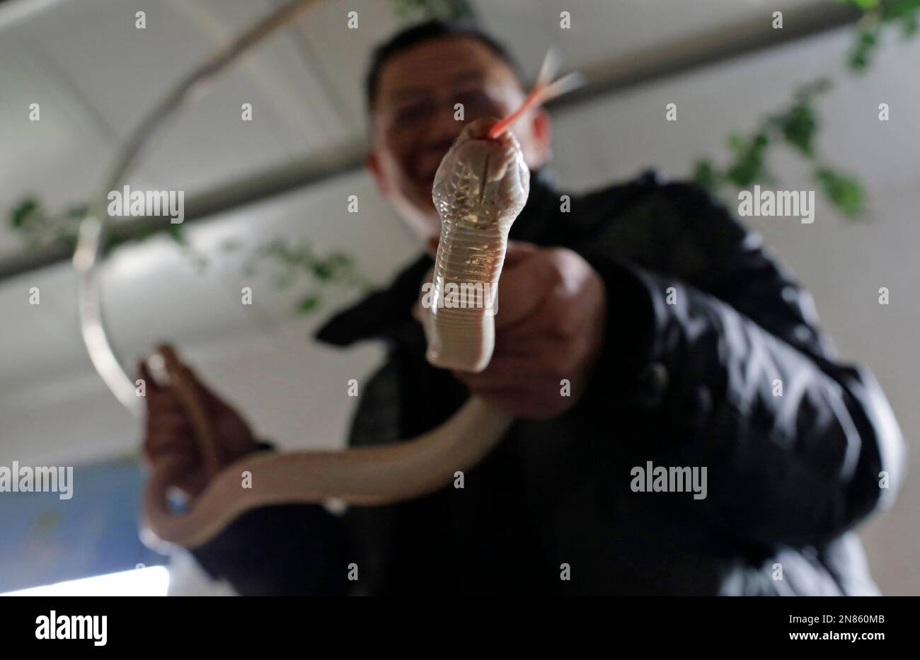 In this Jan. 28, 2013 photo, a visitor holds a snake at the Snake ...