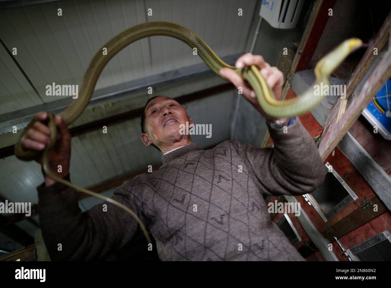 In this Jan. 29, 2013 photo, snake farm worker Zhu Liangfa holds a ...