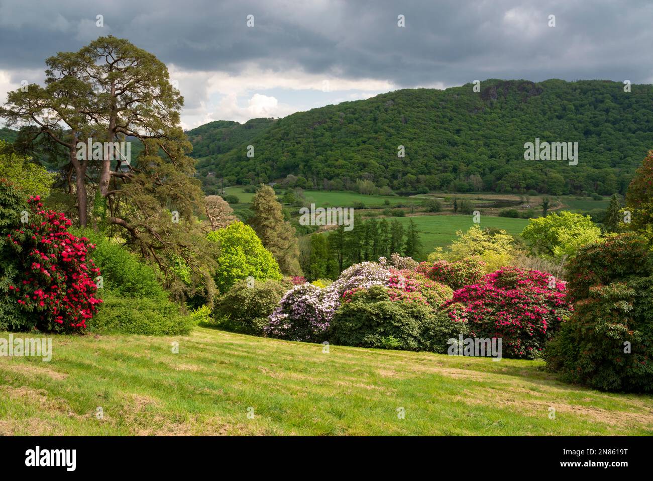 Mature trees hi-res stock photography and images - Alamy