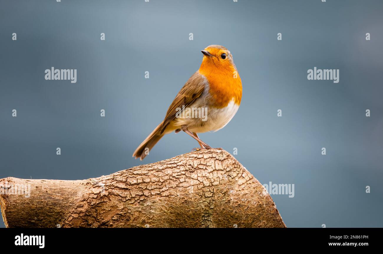 a single robin sat on a tree branch Stock Photo - Alamy
