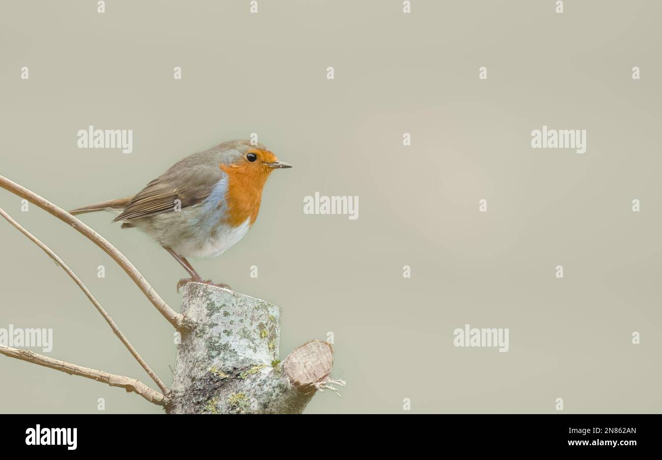 a single robin sat on a tree branch Stock Photo - Alamy