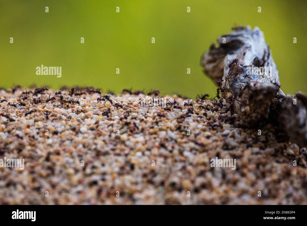 The red imported fire ants, Solenopsis invicta. Queensland, Australia ...