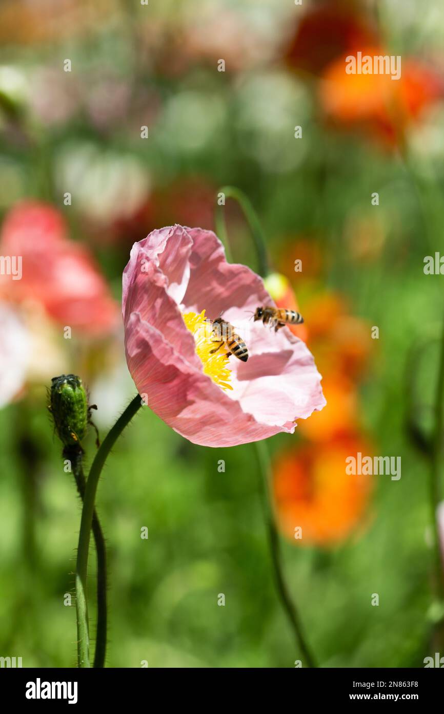 A vertical closeup of honey bees on a pink poppy.Queensland, Australia ...