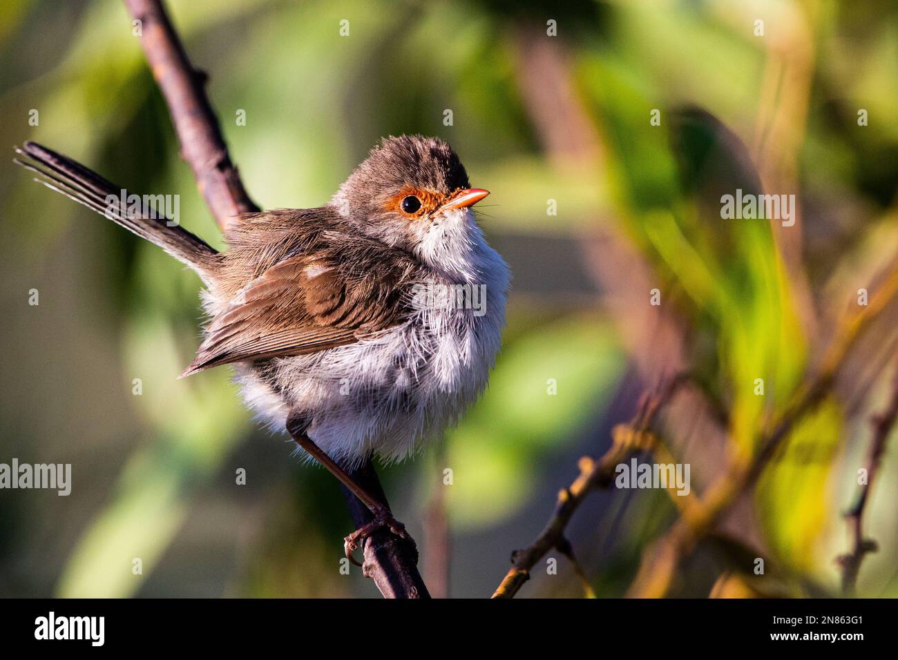 Female superb fairywren malurus hi-res stock photography and images - Alamy