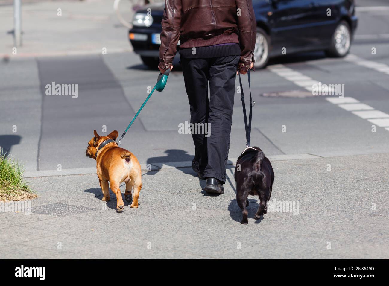 man walking with his two french bulldogs in the city Stock Photo - Alamy