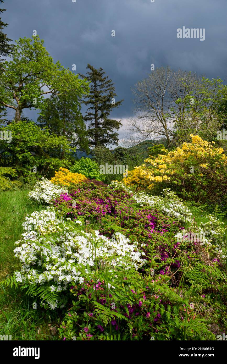 Spring colour in trees and shrubs at Plas Tan-y-Bwlch gardens near ...