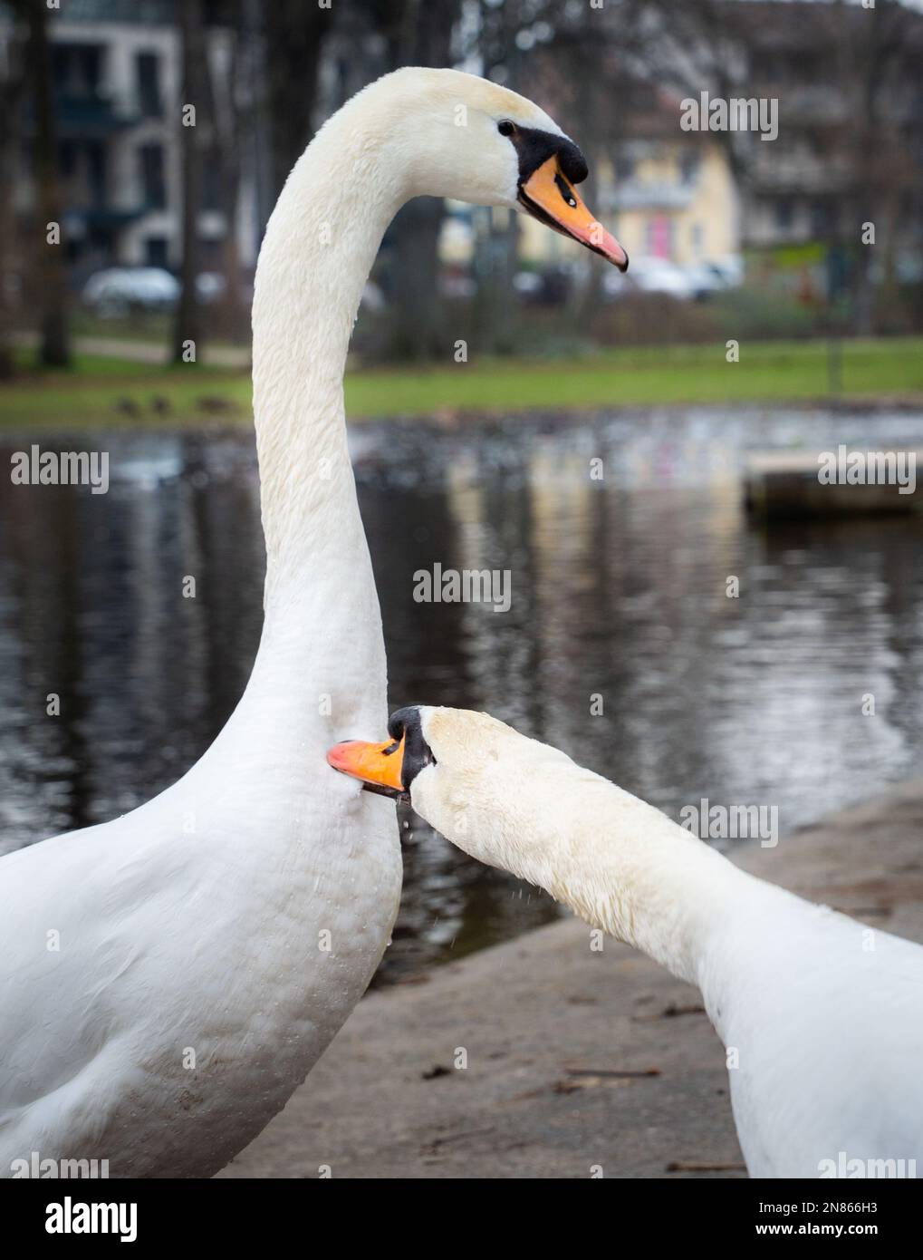 Bad Vilbel, Germany. 11th Feb, 2023. A swan bites the neck of a fellow ...