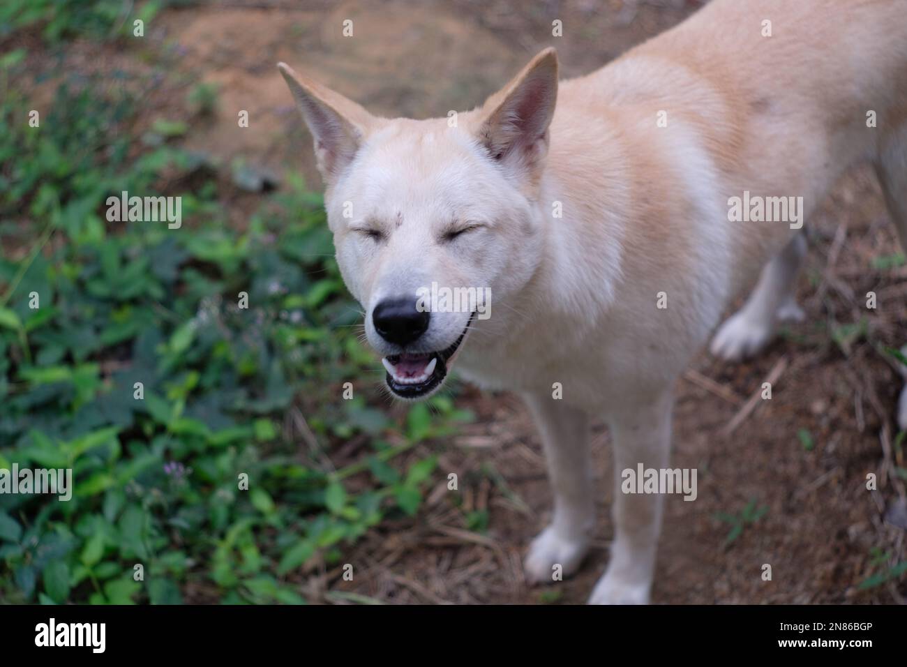 A closeup of a dingo (Canis familiaris) dog in a garden against blurred ...