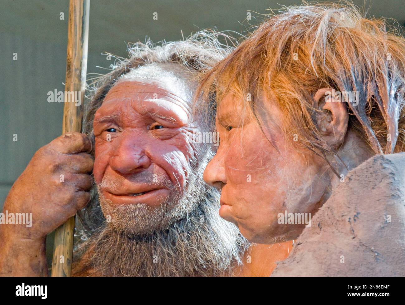 FILE - The March 20, 2009 file photo shows the prehistoric Neanderthal ...
