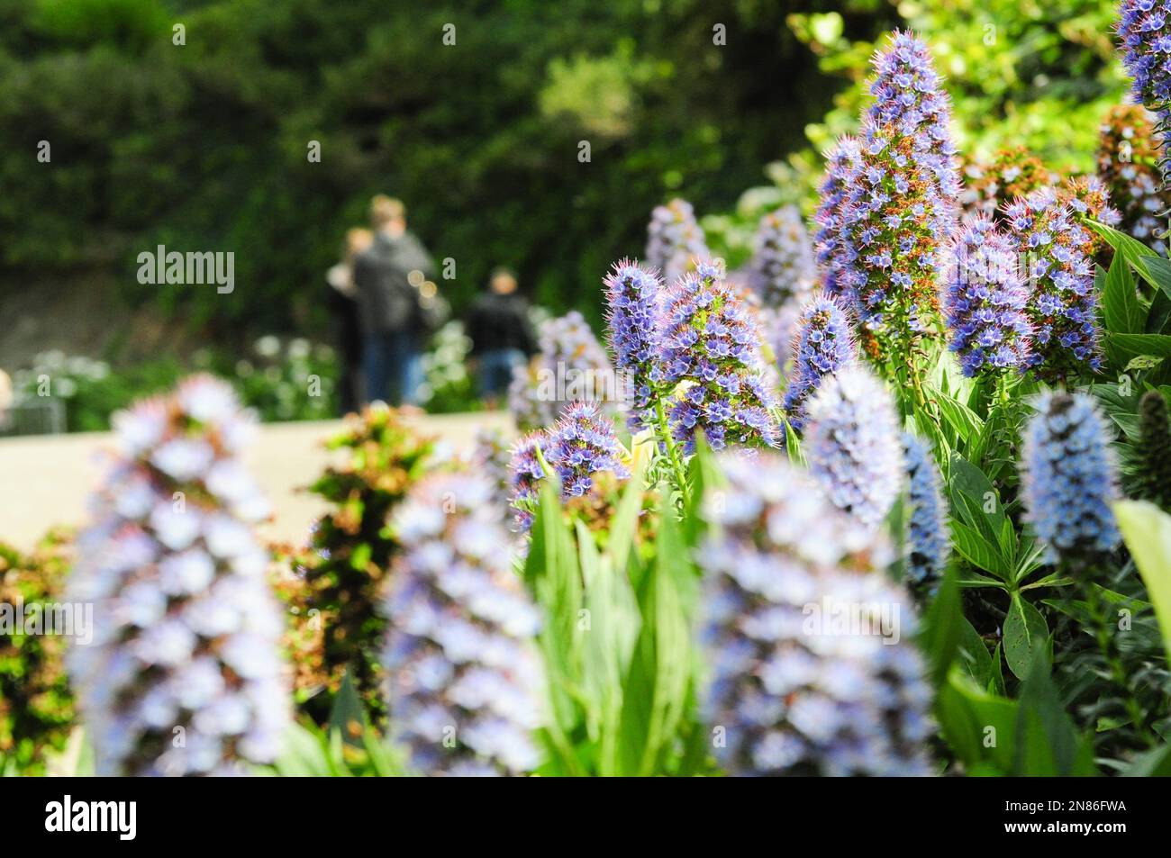 Violet and brushed flowers at Alcatraz Island, San Francisco ...