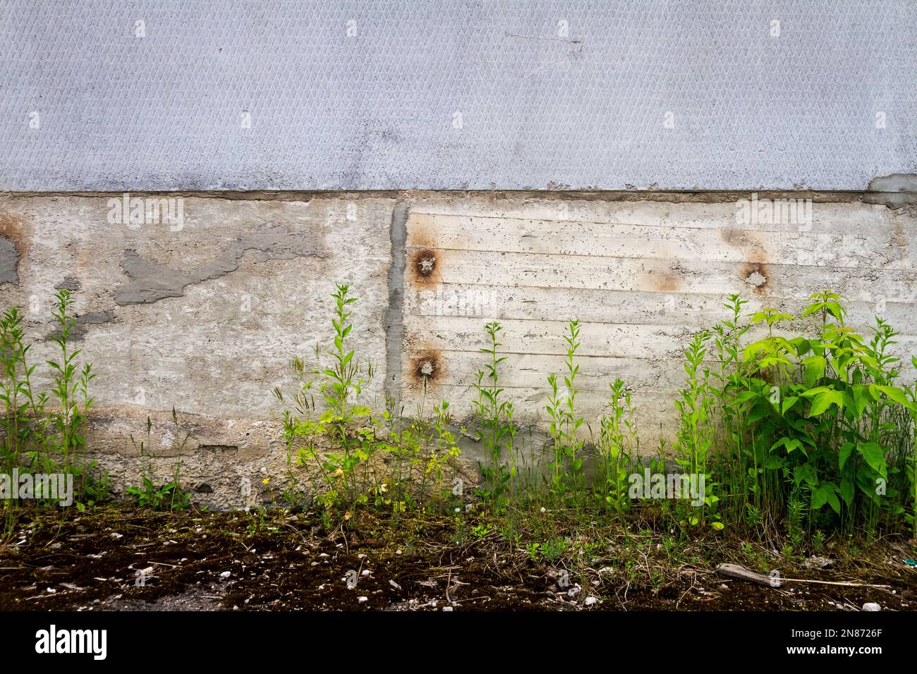 Urban grungy gray concrete wall with green grass. Grunge vintage ...