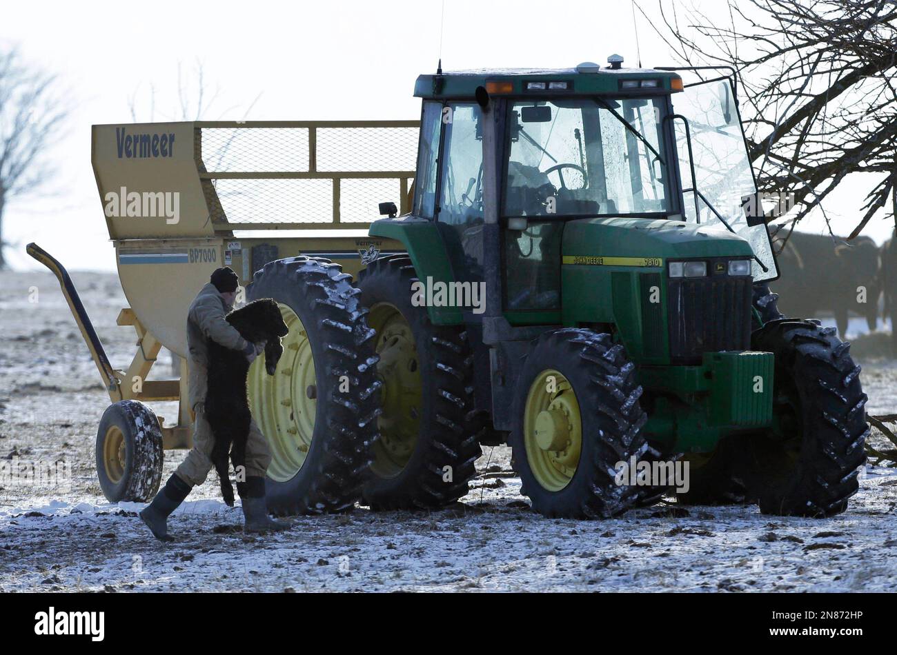 Bill Conley carries a calf to his tractor on his farm near Delia, Kan ...