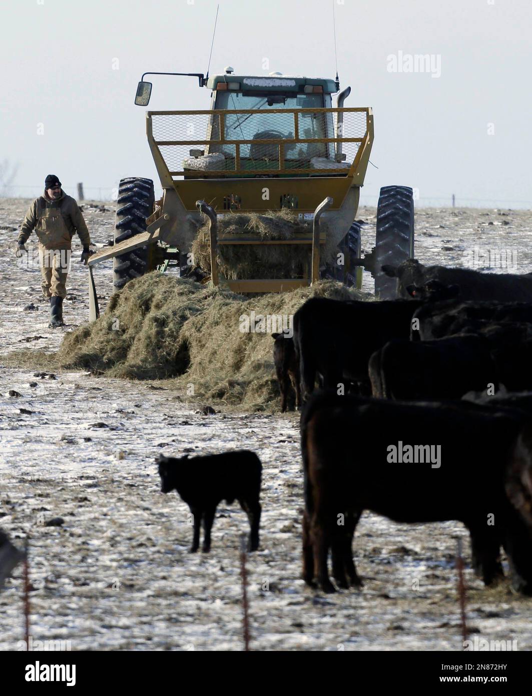 Bill Conley feeds cattle on his farm near Delia, Kan., Friday, Feb. 1 ...