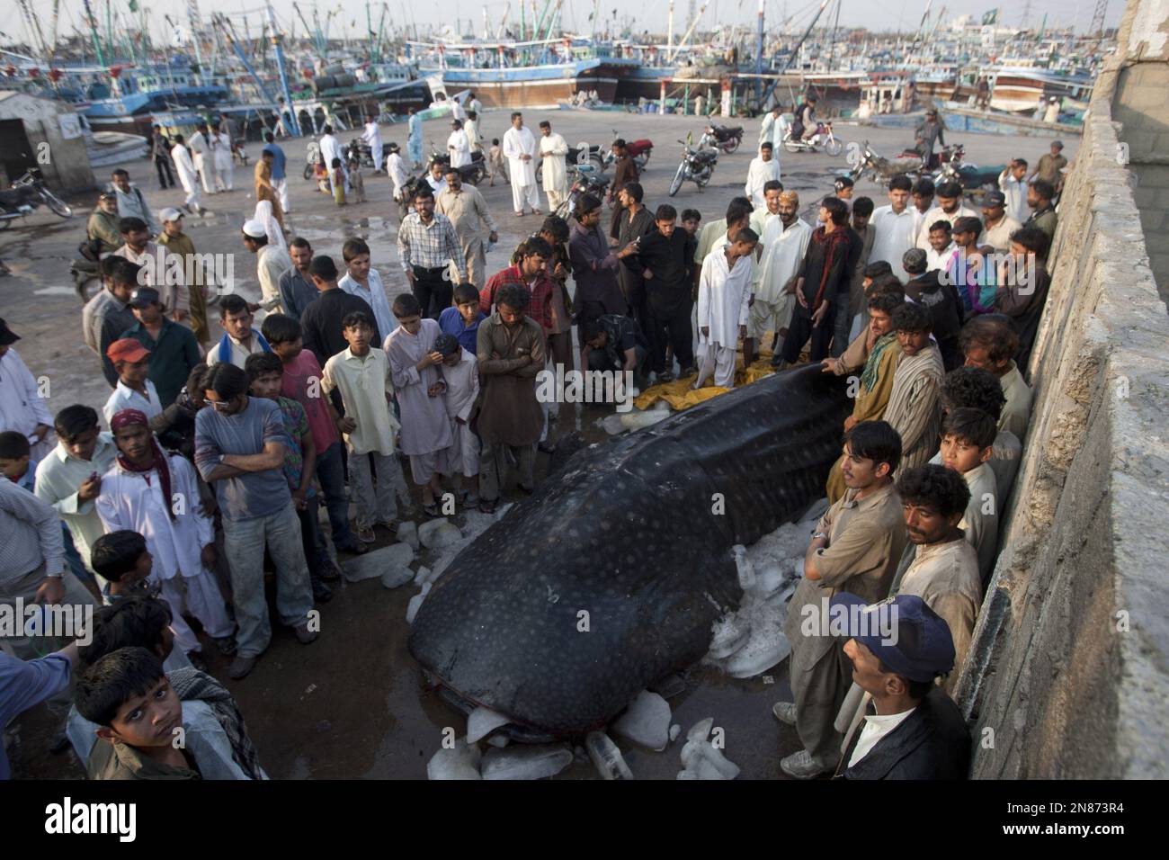 Pakistanis gather around a dead whale shark, which was brought by ...