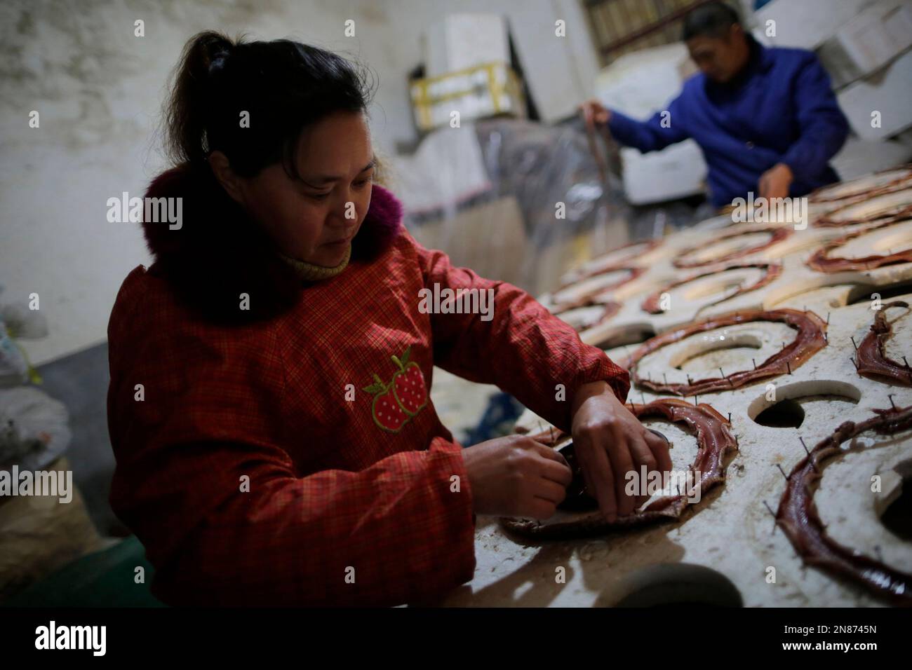 In this Jan. 29, 2013 photo, snake farmers prepare serpents to dry in ...