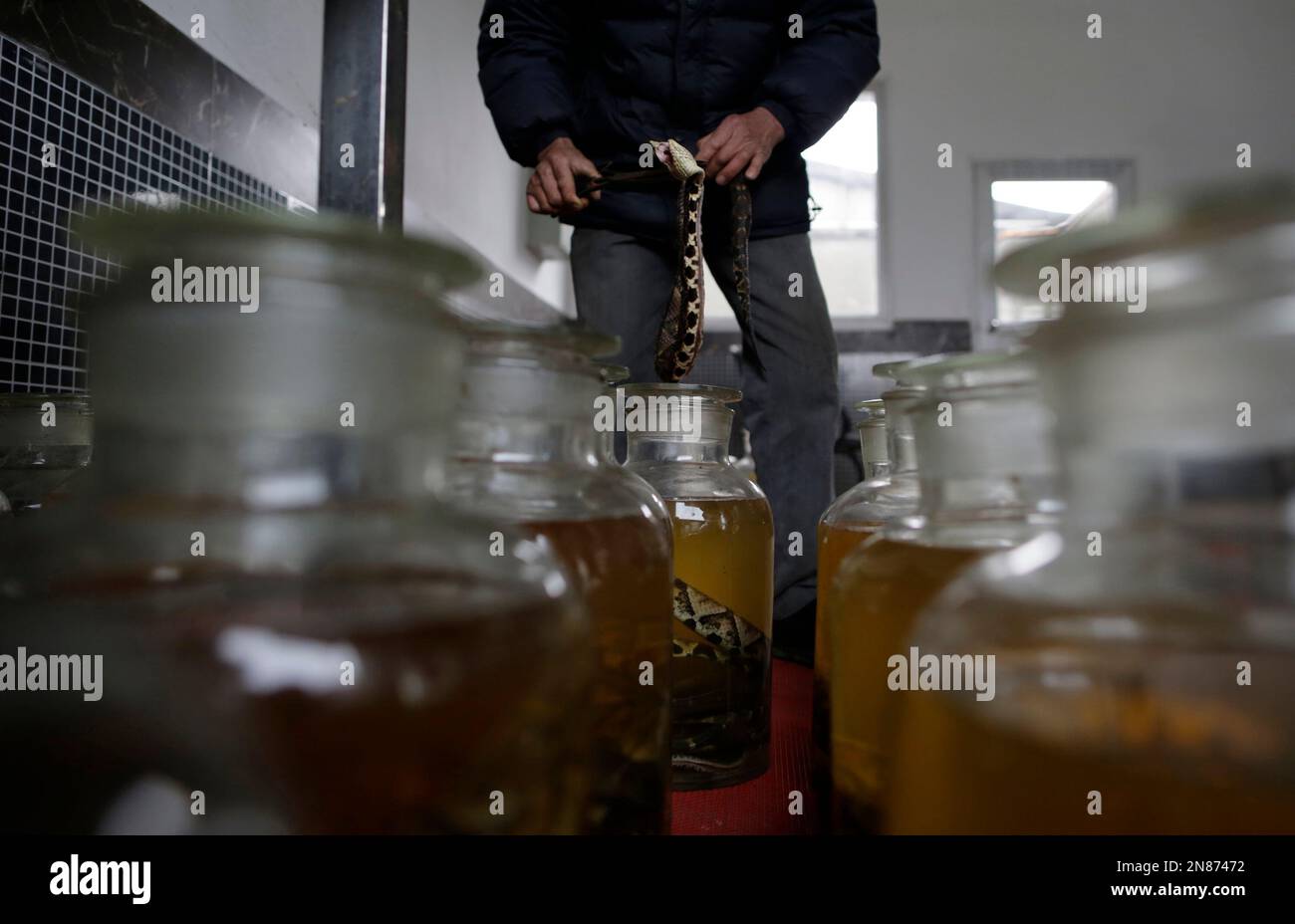 In this Jan. 29, 2013 photo, snake farm worker Zhu Liangfa prepares a ...