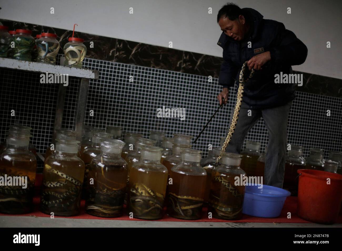 In this Jan. 29, 2013 photo, snake farm worker Zhu Liangfa prepares a ...