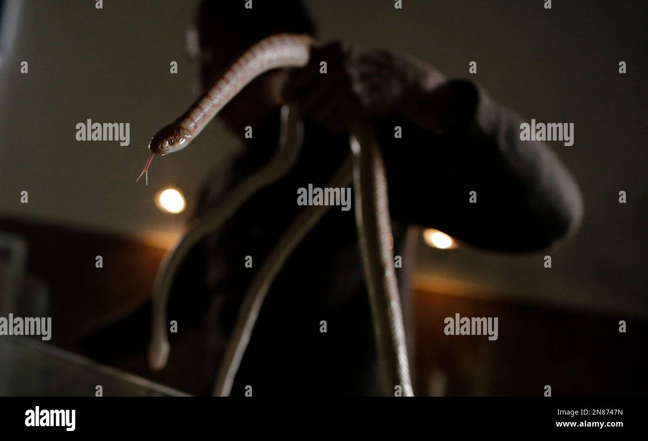 In this Jan. 28, 2013 photo, snake farm worker Zhu Liangfa carries ...