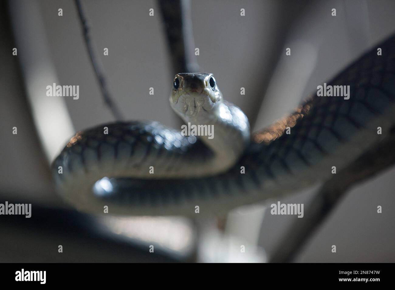 In this Jan. 28, 2013 photo, a serpent is seen at the Snake Culture ...