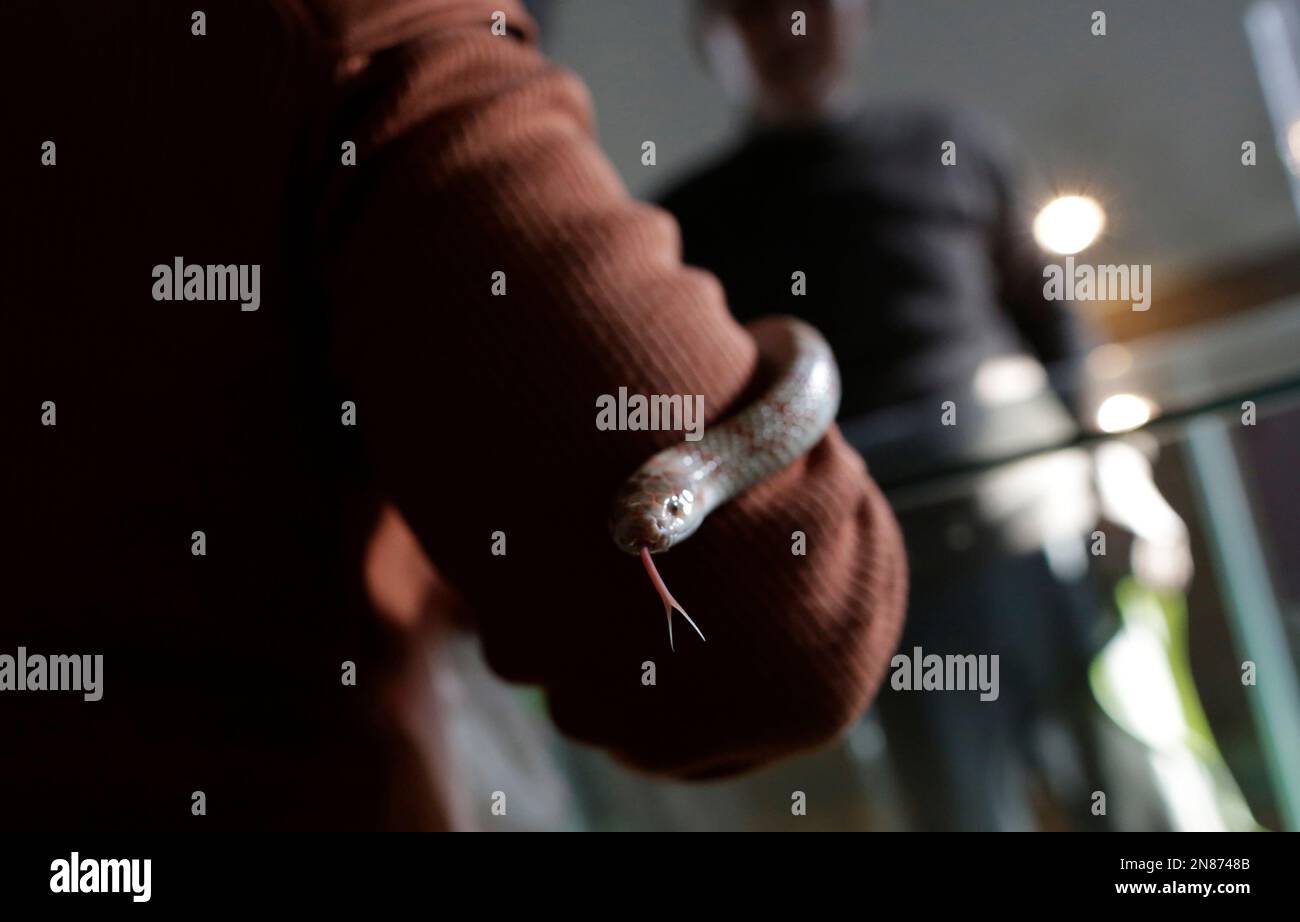 In this Jan. 28, 2013 photo, a visitor holds a serpent at the Snake ...