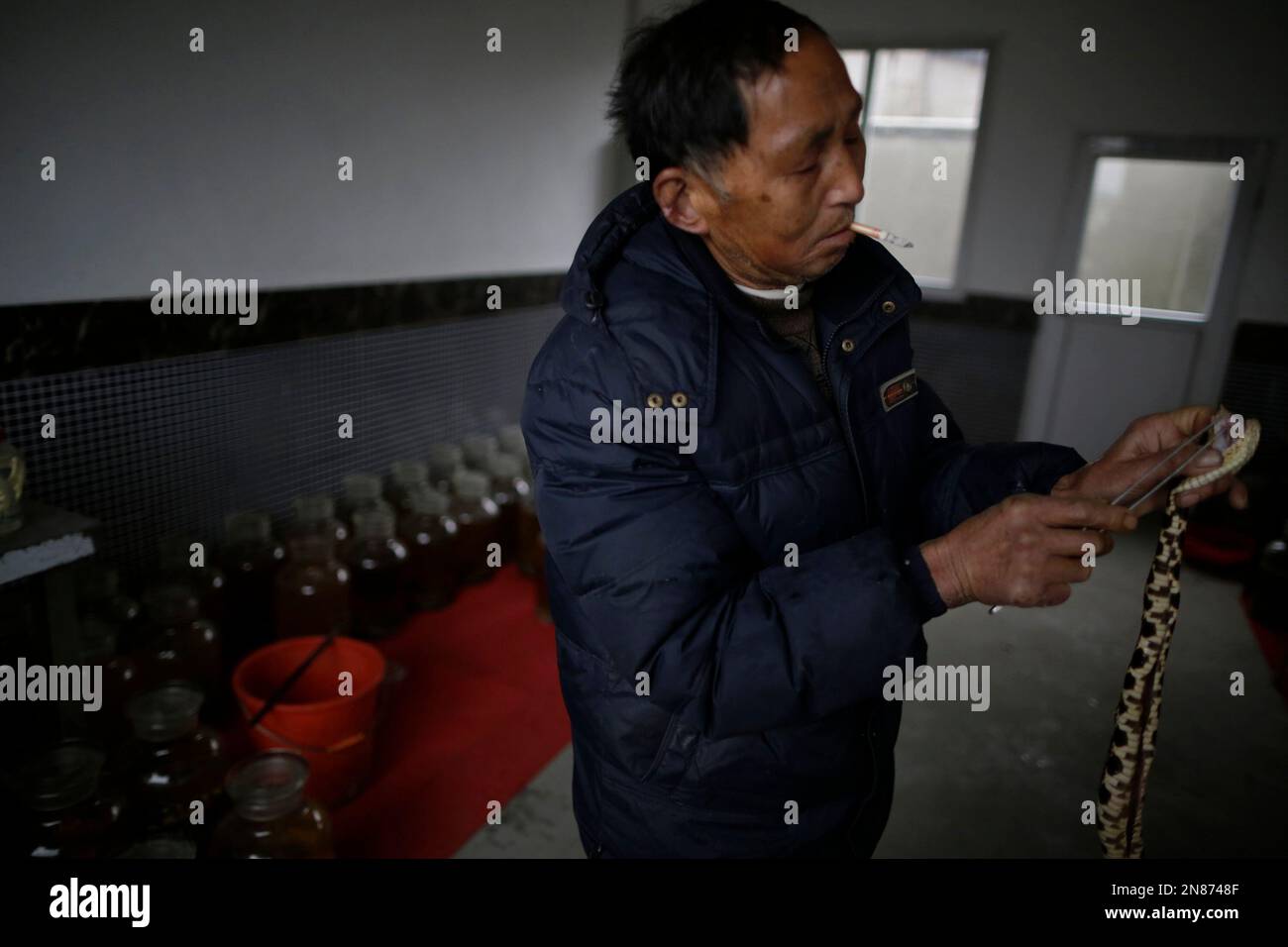 In this Jan. 29, 2013 photo, snake farm worker Zhu Liangfa prepares a ...