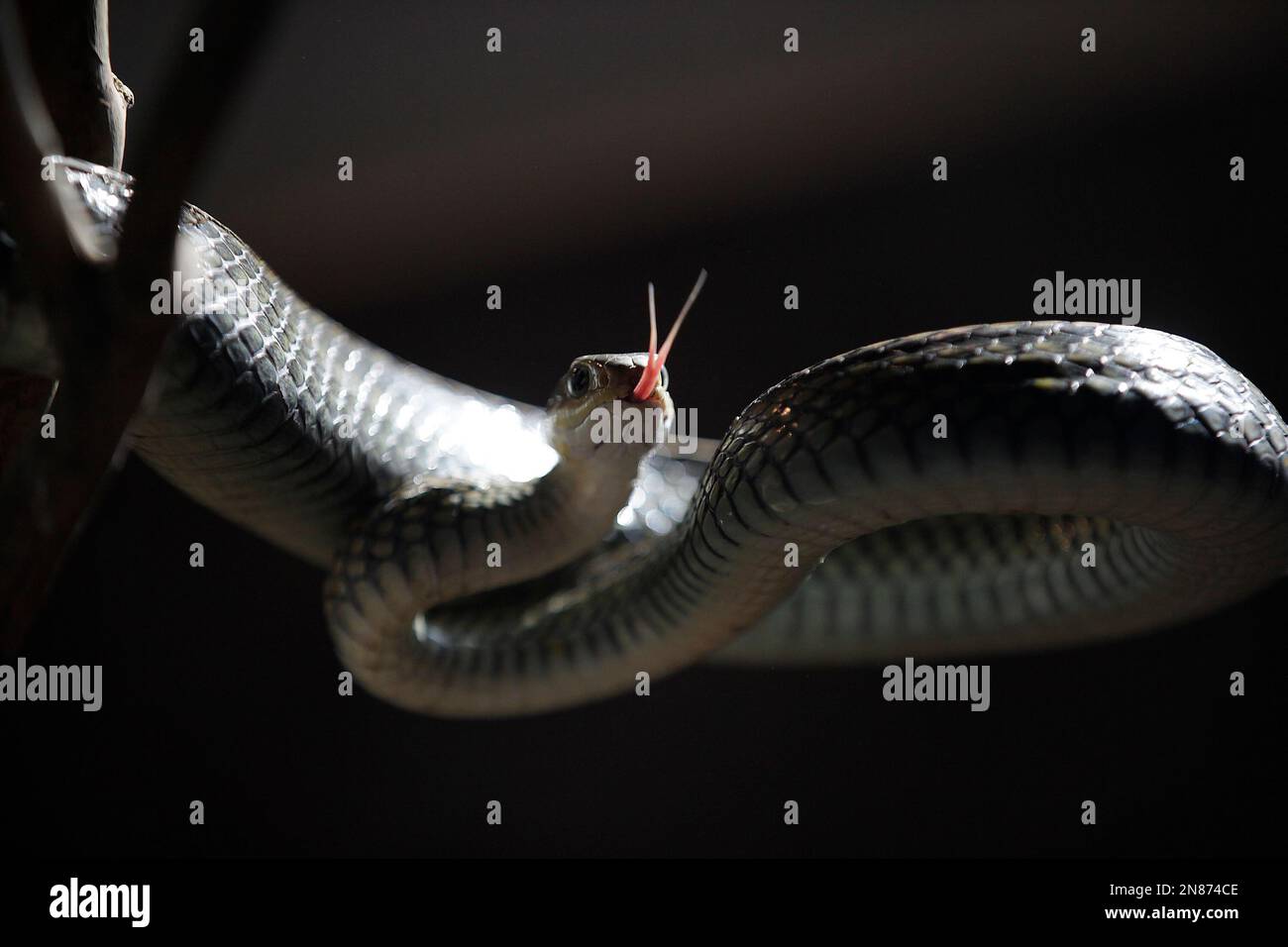In this Jan. 28, 2013 photo, a serpent is seen at the Snake Culture ...