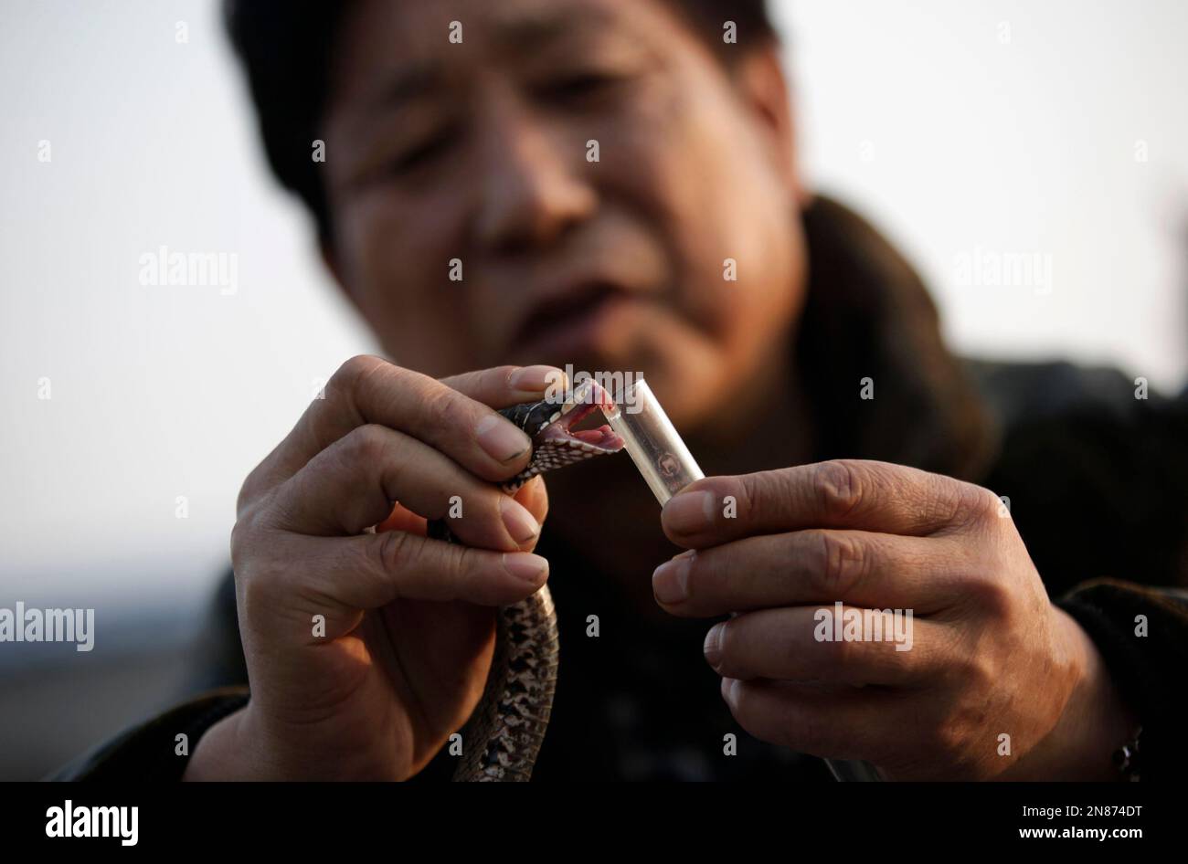 In this Jan. 28, 2013 photo, Yang Hongchang, head of a snake breeding ...