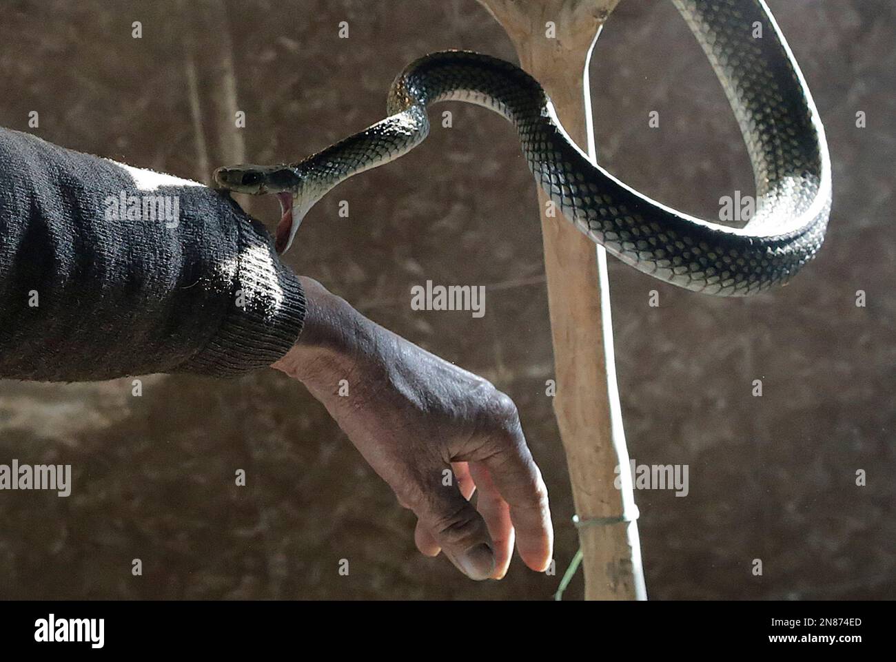 In this Jan. 28, 2013 photo, snake farm worker Zhu Liangfa played with ...