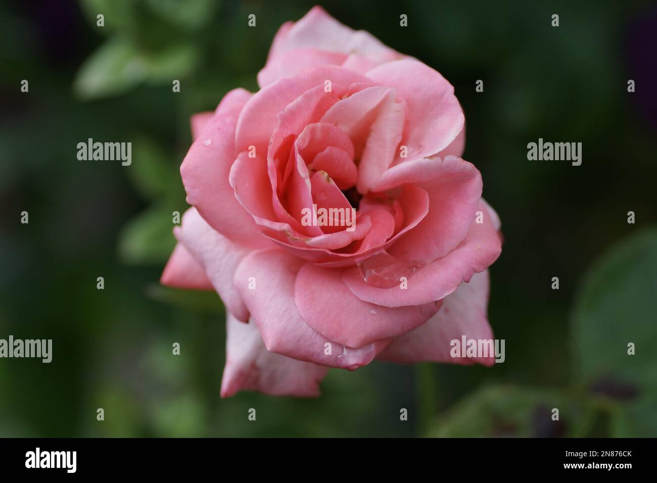 Lavinia singleton hi-res stock photography and images - Alamy