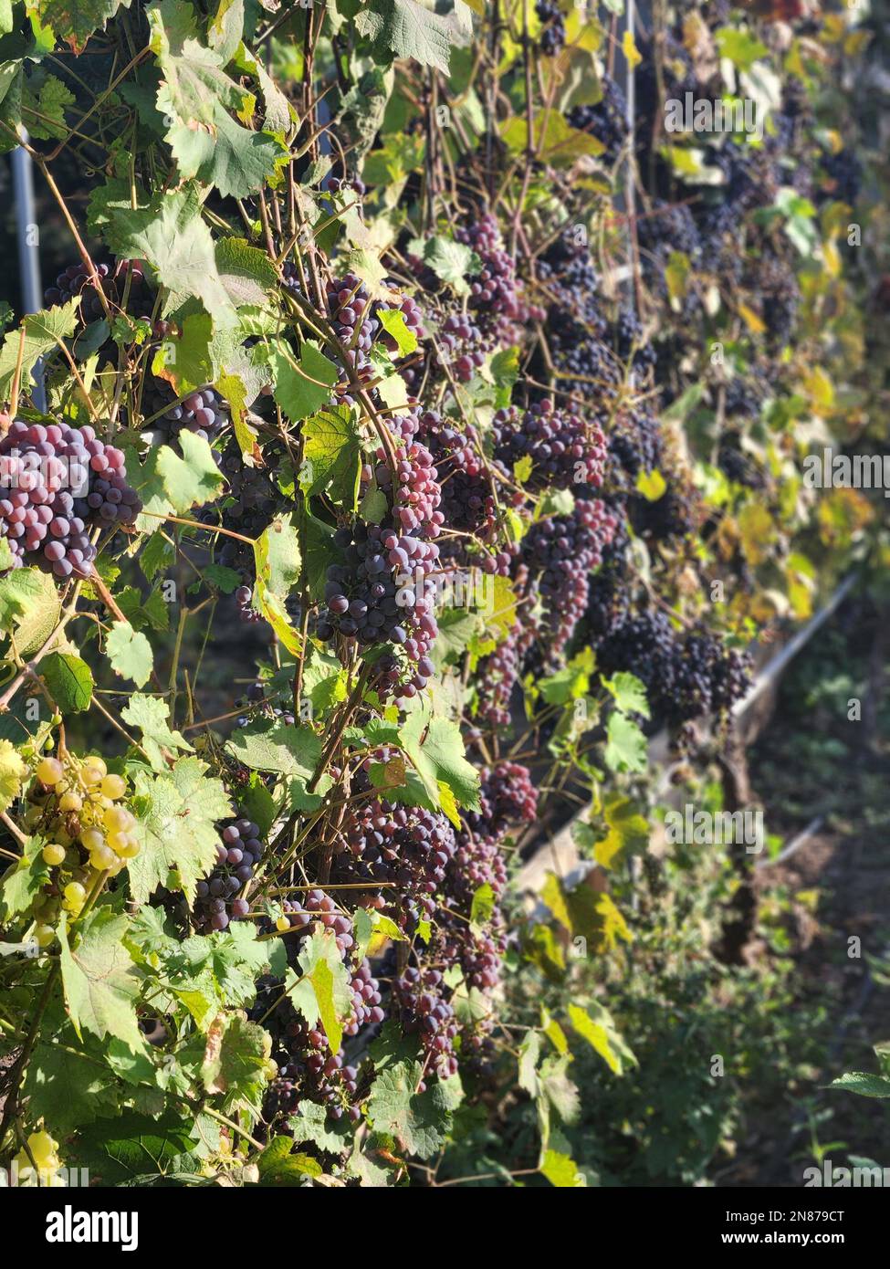 Bunches of ripe grapes hang on branches in garden. Variety of shade ...