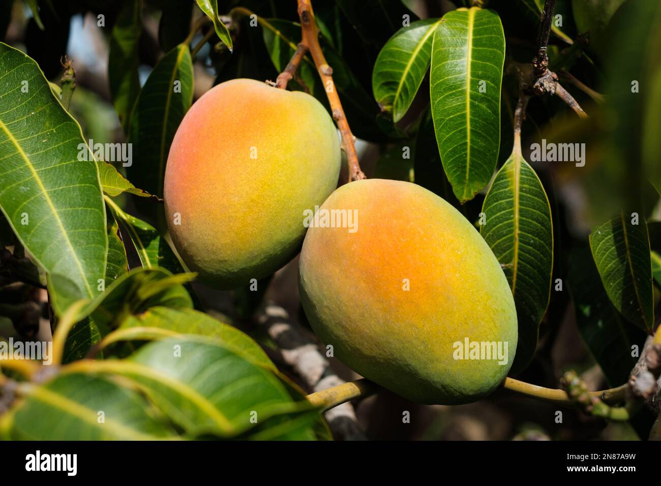 mongo fruit hanging on tree - mongo fruits Stock Photo - Alamy