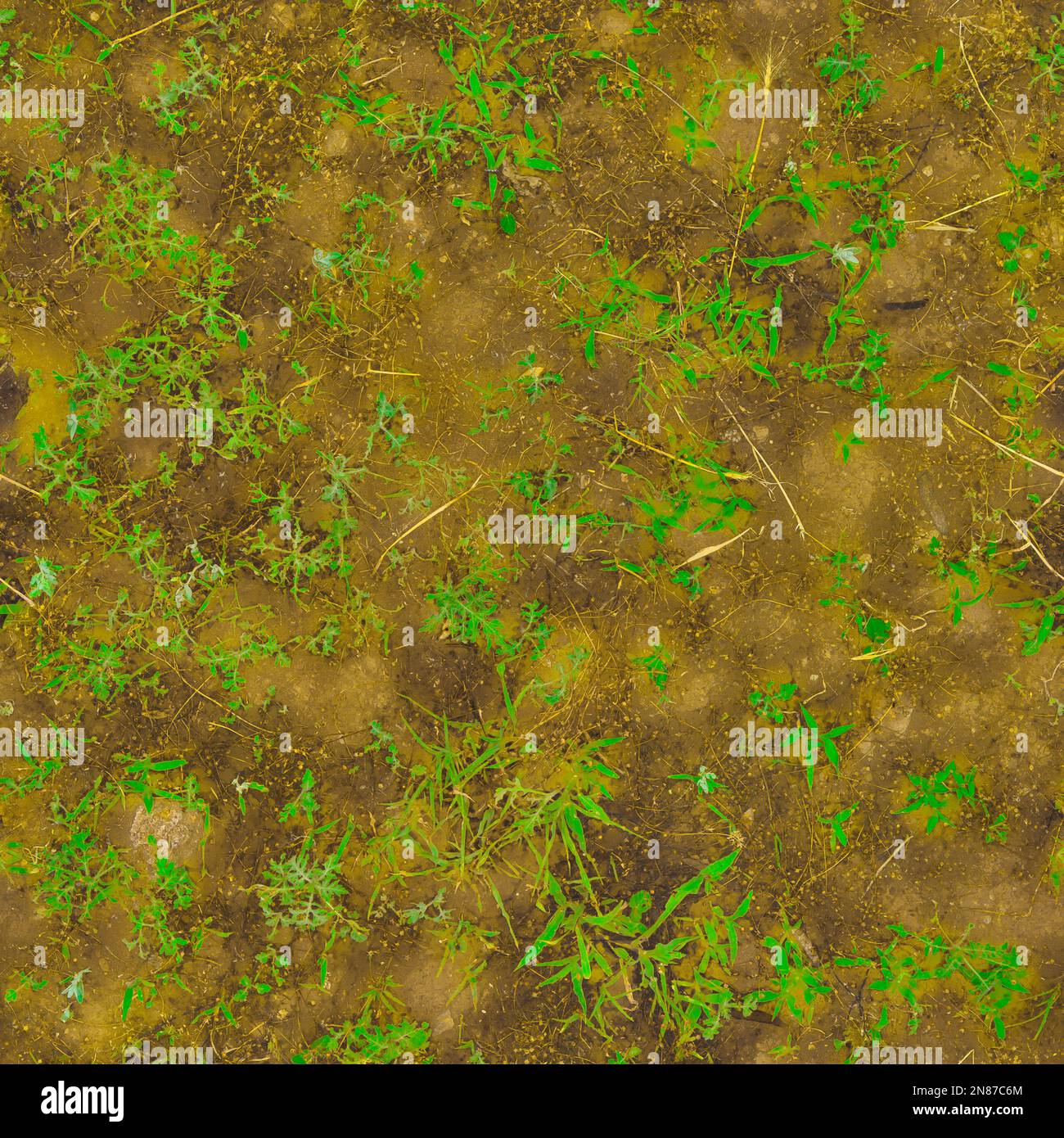 Contrast green grass dry soil hi-res stock photography and images - Alamy