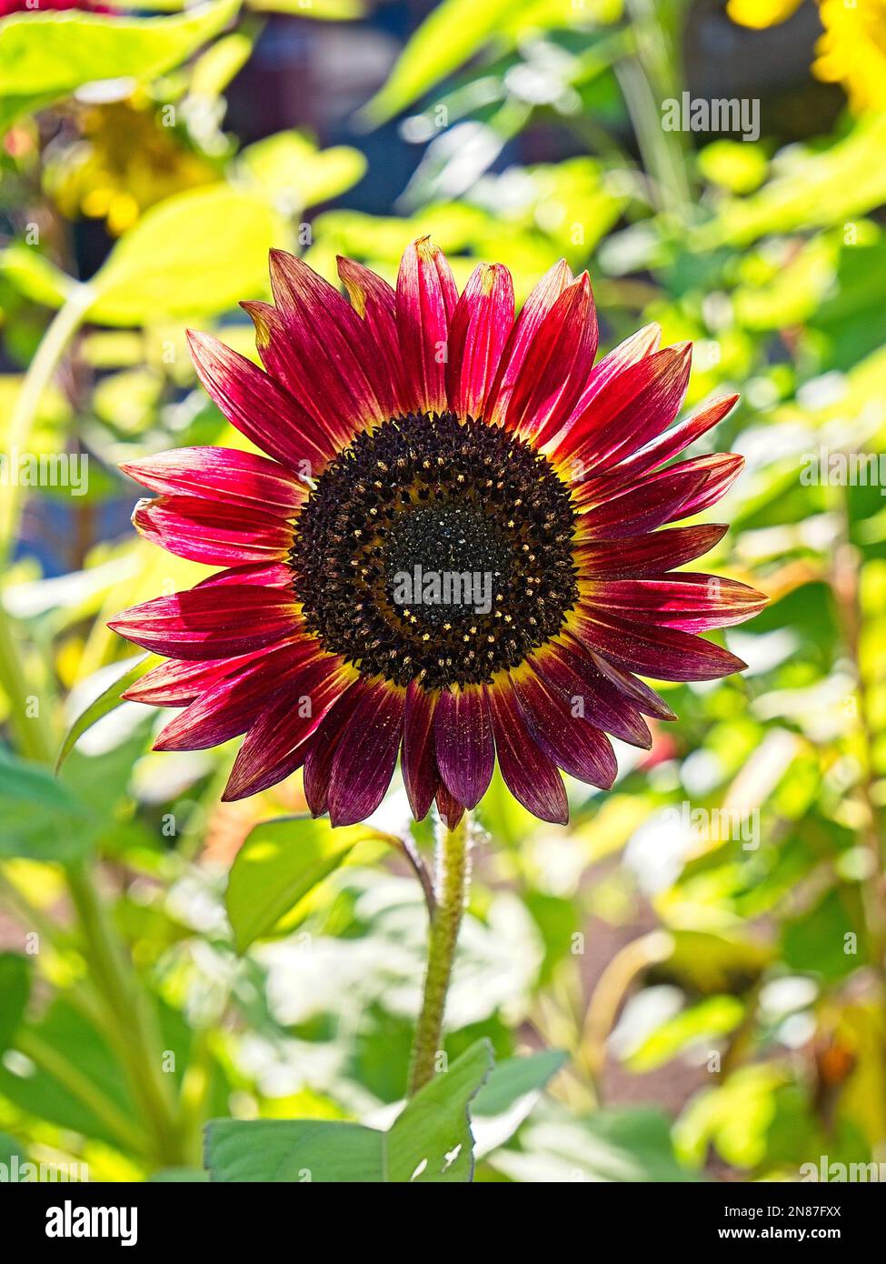 Flower accents hi-res stock photography and images - Alamy