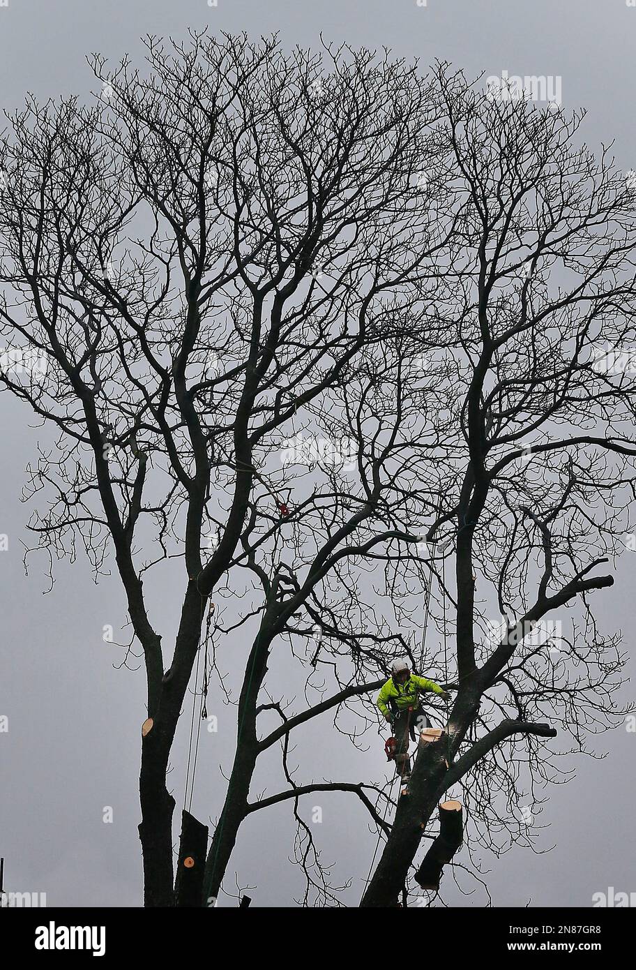 A worker climbs a huge tree to cut off branches in Duisburg, Germany ...