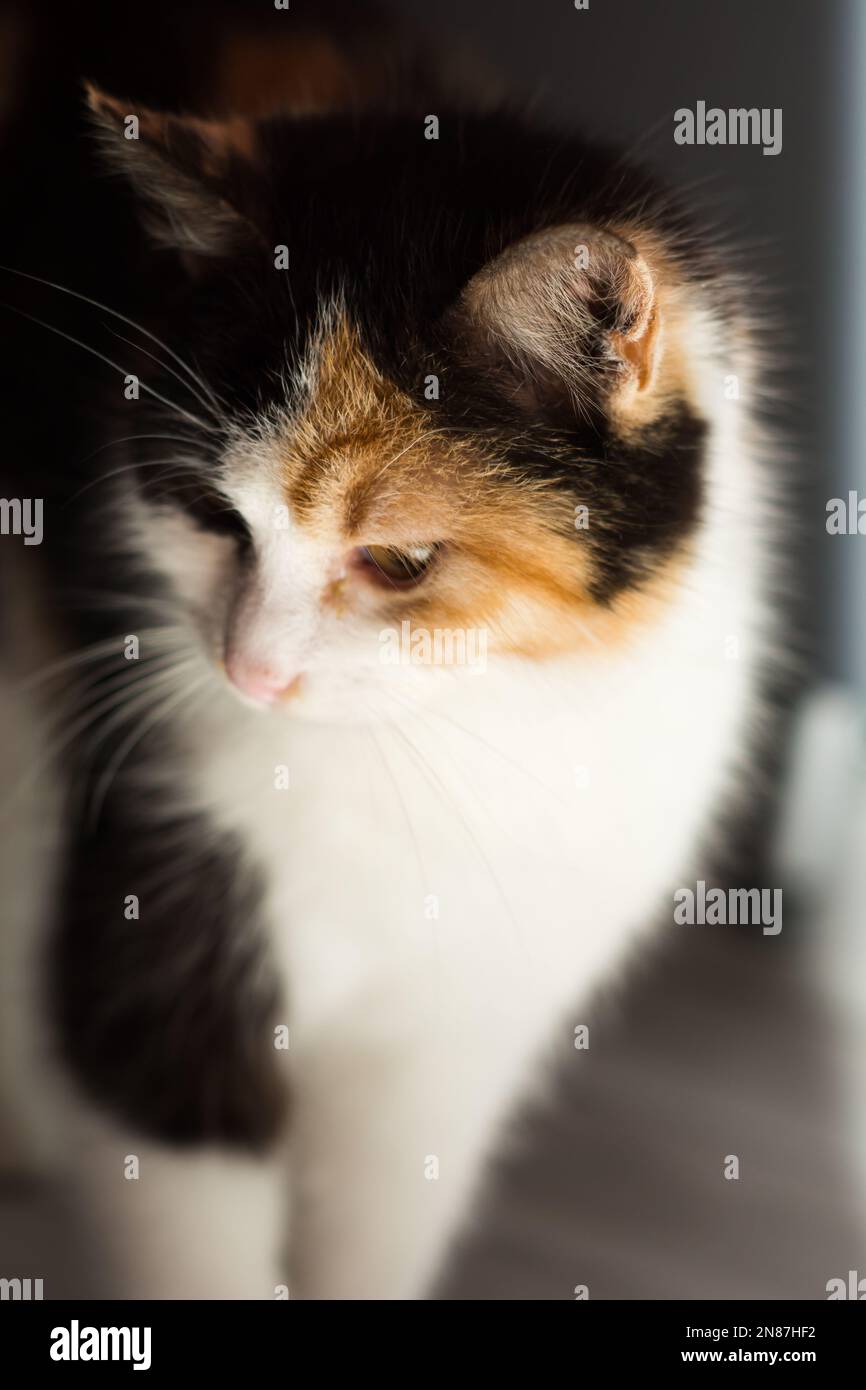 Portrait of a calico cat at home. Calico cats are domestic cats with a ...