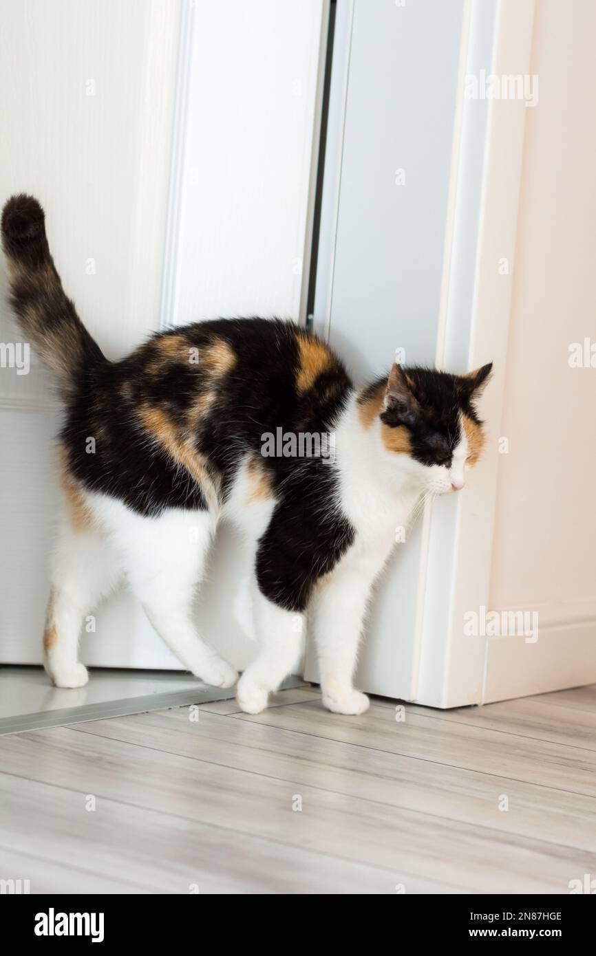 Calico cats hi-res stock photography and images - Alamy
