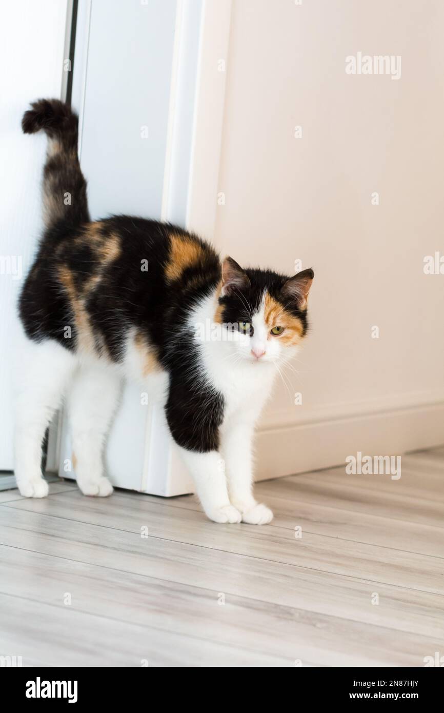 Calico cats hi-res stock photography and images - Alamy