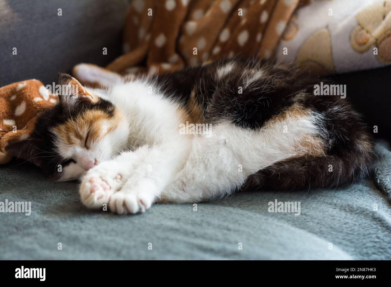 Calico cats hi-res stock photography and images - Alamy