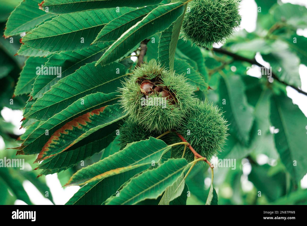 Chestnut wallpaper hi-res stock photography and images - Alamy