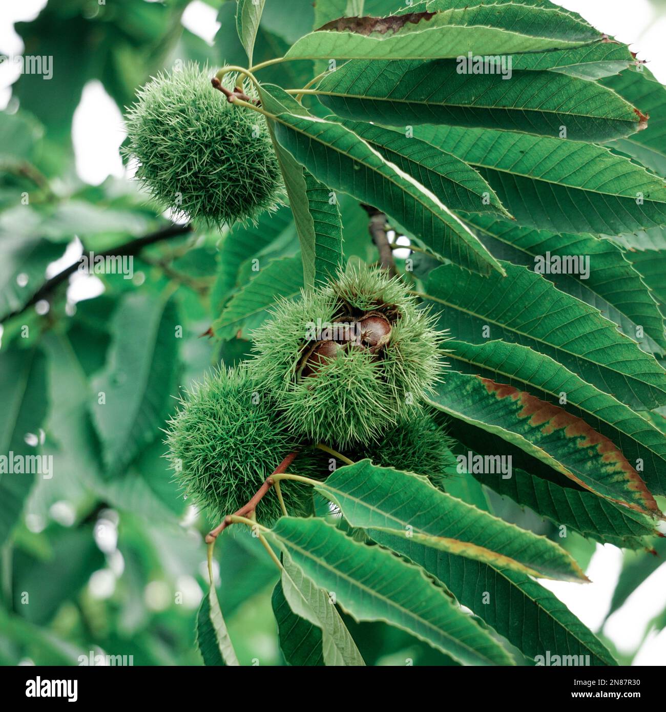 Chestnut wallpaper hi-res stock photography and images - Alamy