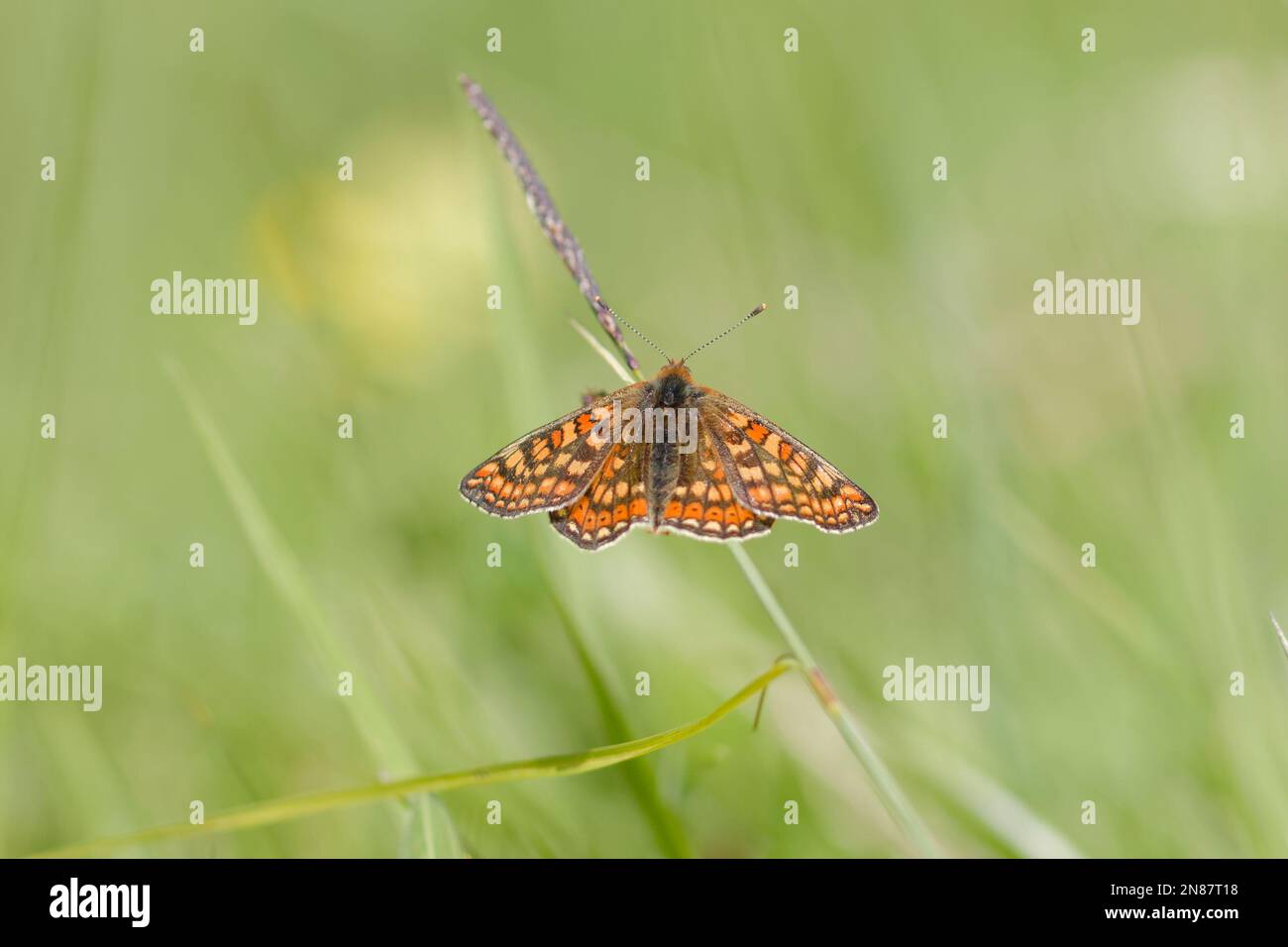 Marsh Fritillary butterfly Stock Photo - Alamy