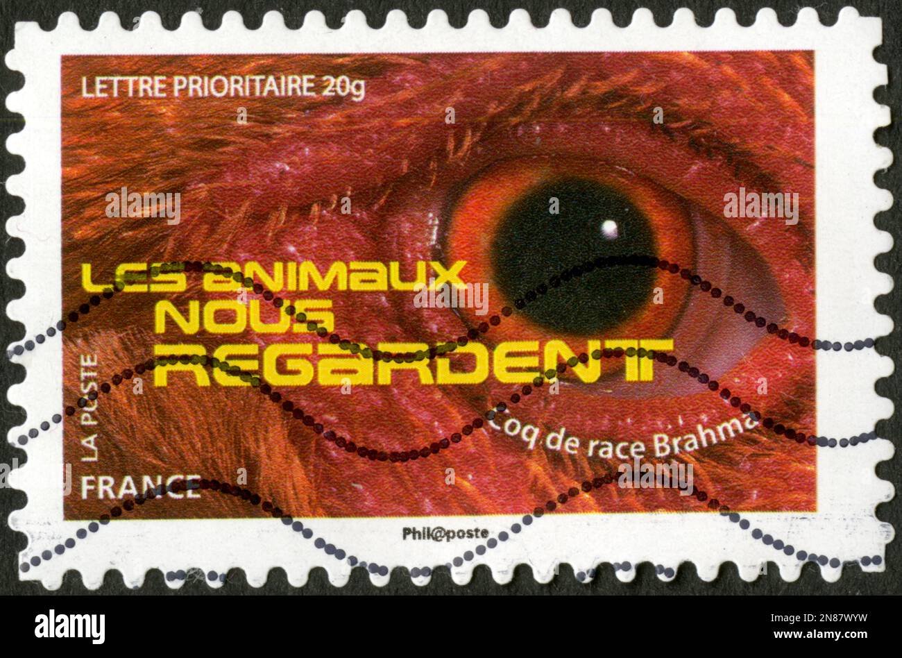 TIMBRE OBLITERE LES ANIMAUX NOUS REGARDENT.COQ DE RACE BRAHMA.LETTRE ...