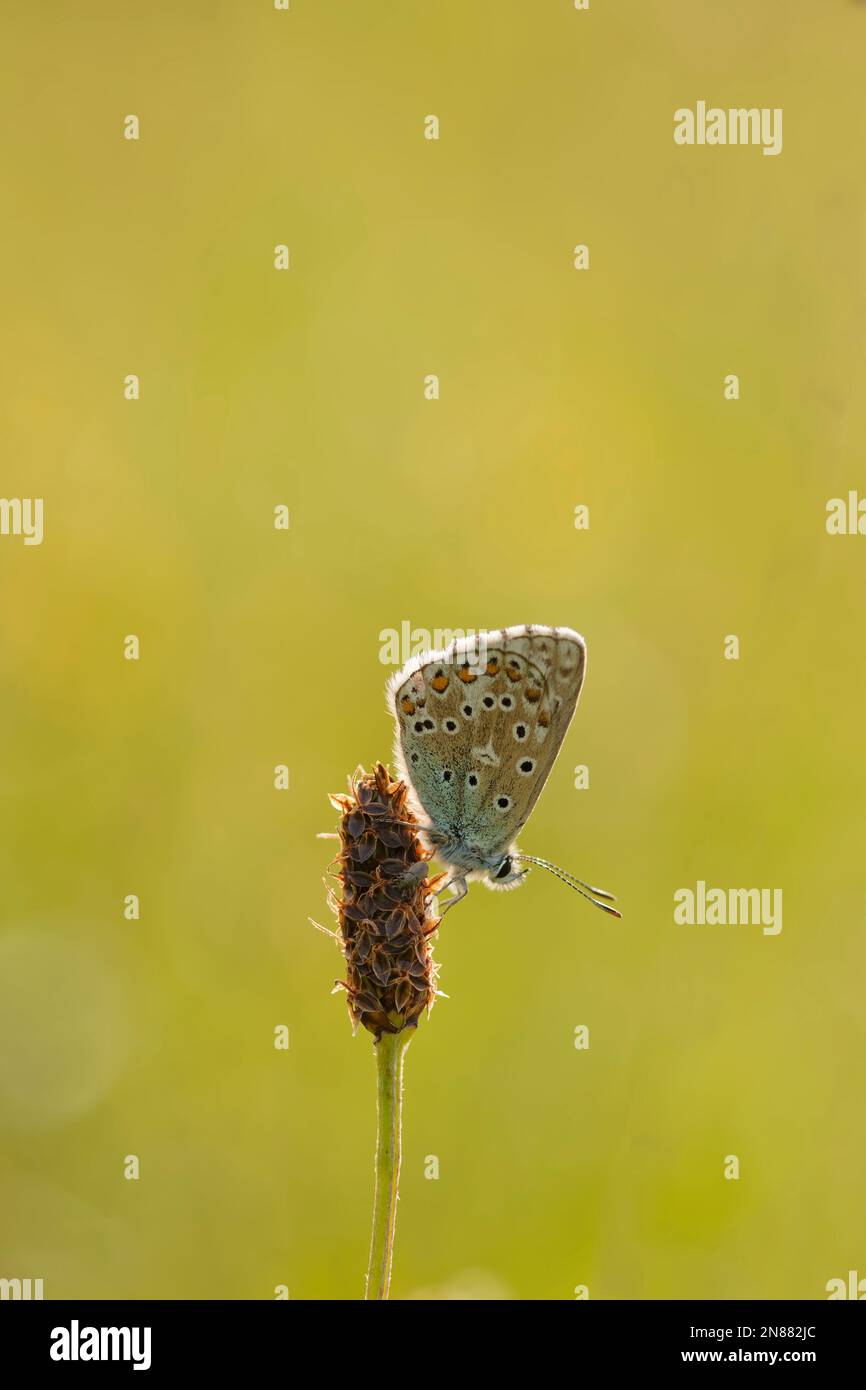 Grass jewel blue butterfly hi-res stock photography and images - Alamy