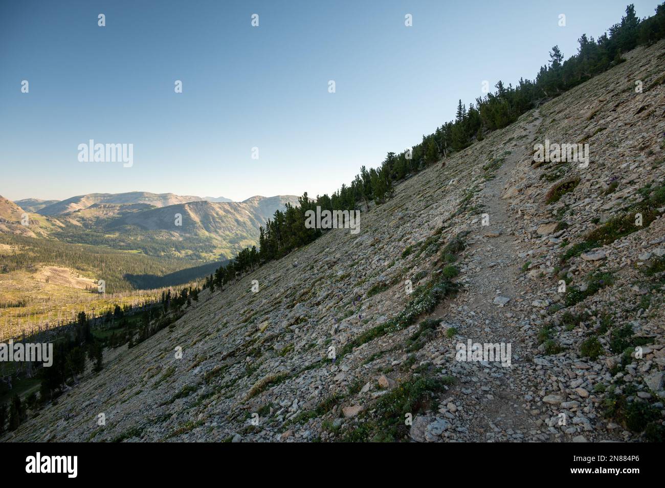 Montana yellowstone wildflowers hi-res stock photography and images - Alamy