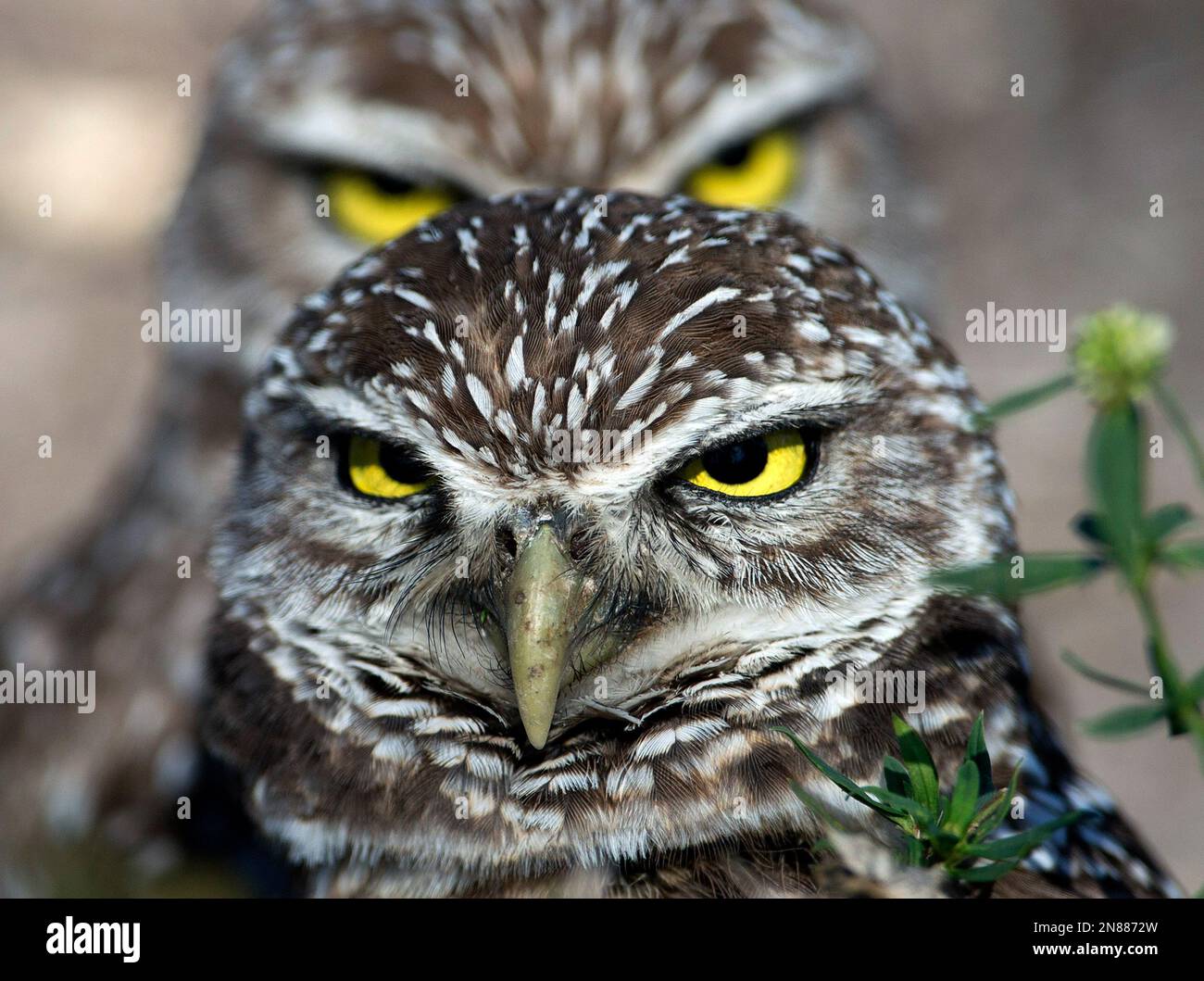 Two burrowing owls peer from their underground nest entrance, watching ...